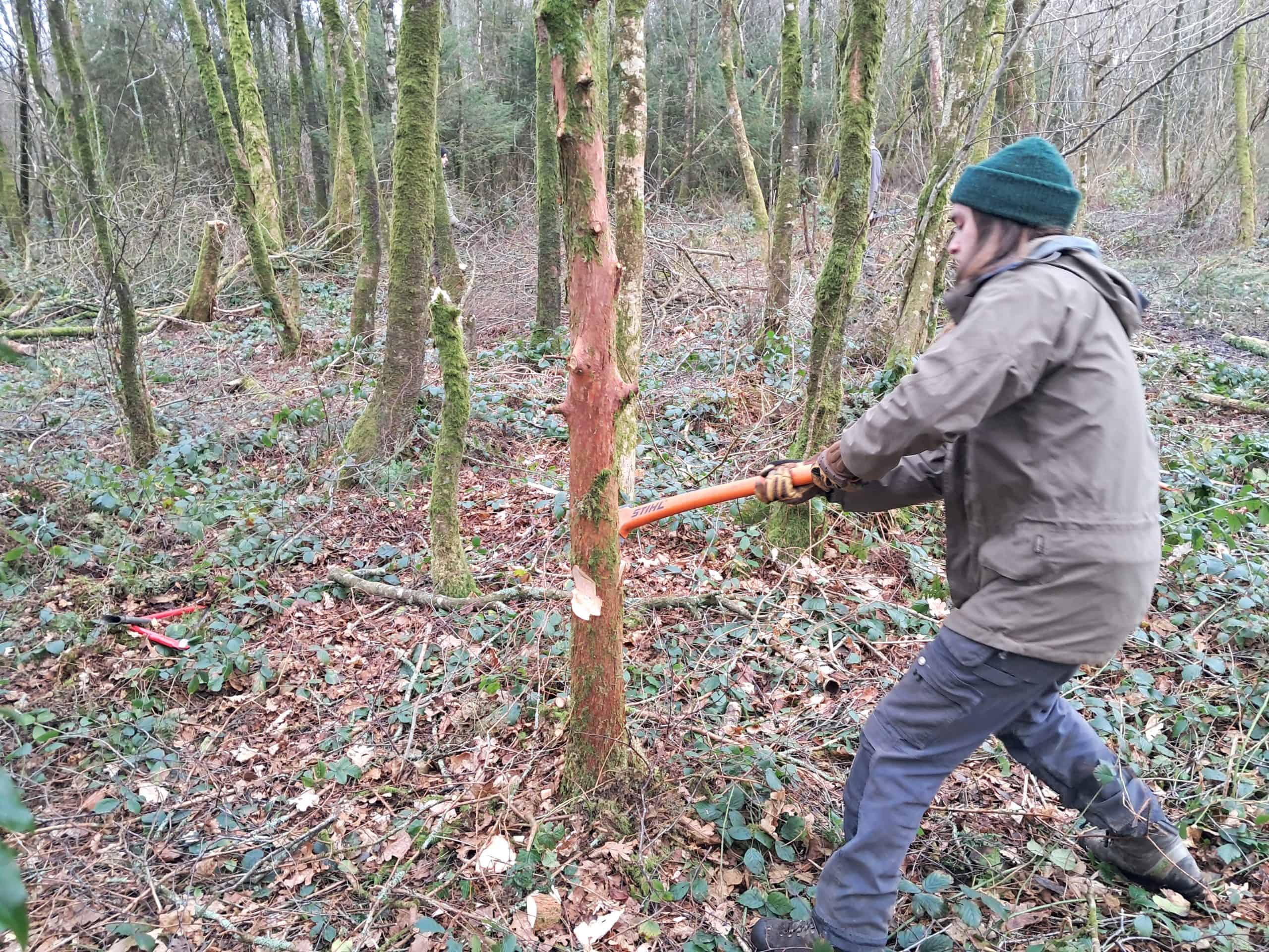 Scolton Manor Community Copse - Silbers CiC